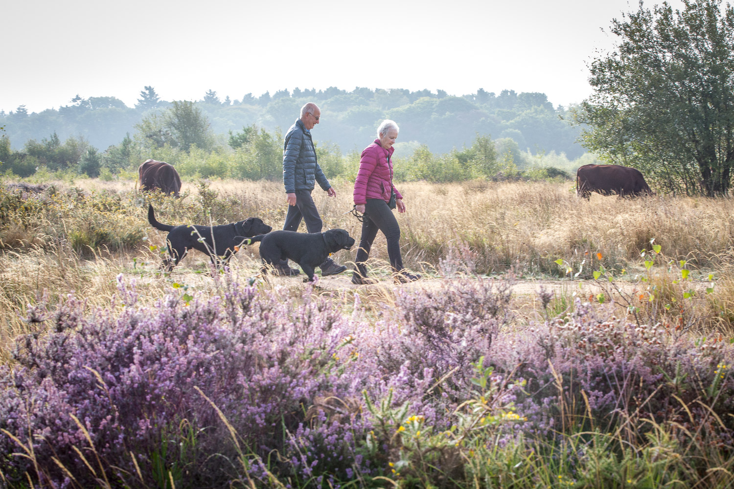 Stoke Common, Stoke Poges – Buckinghamshire Culture
