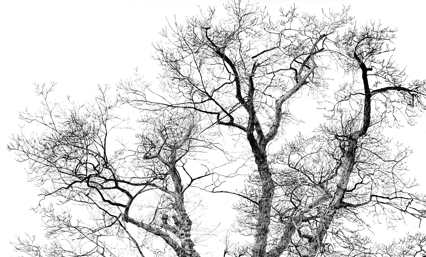 red-oak-2-crop – Buckinghamshire Culture