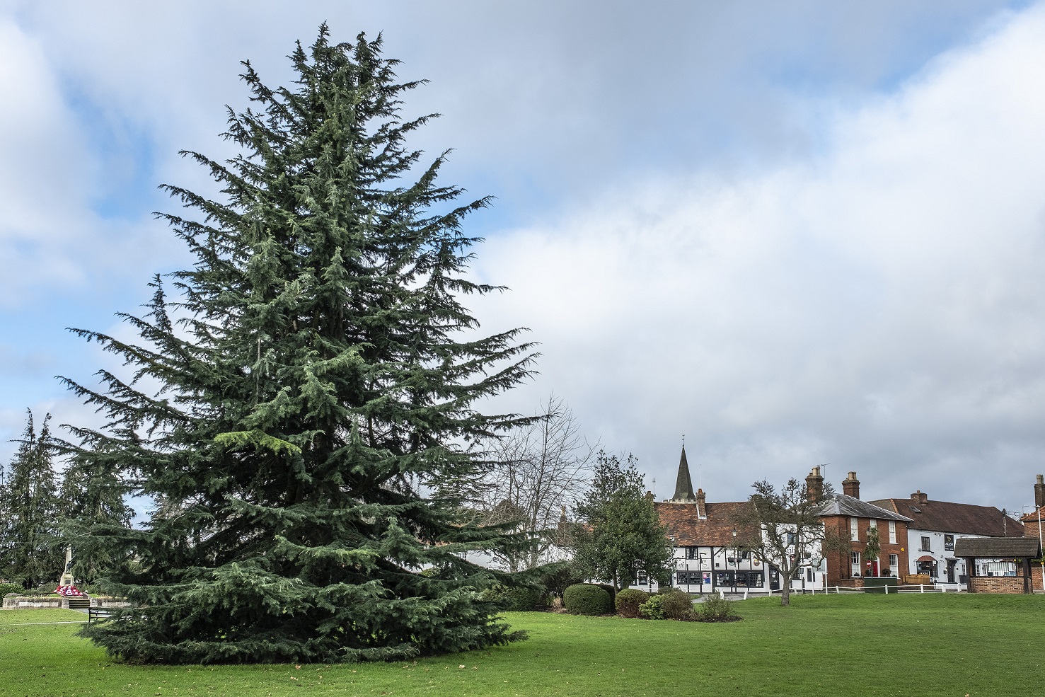 BURNHAM TREE 1 – Buckinghamshire Culture