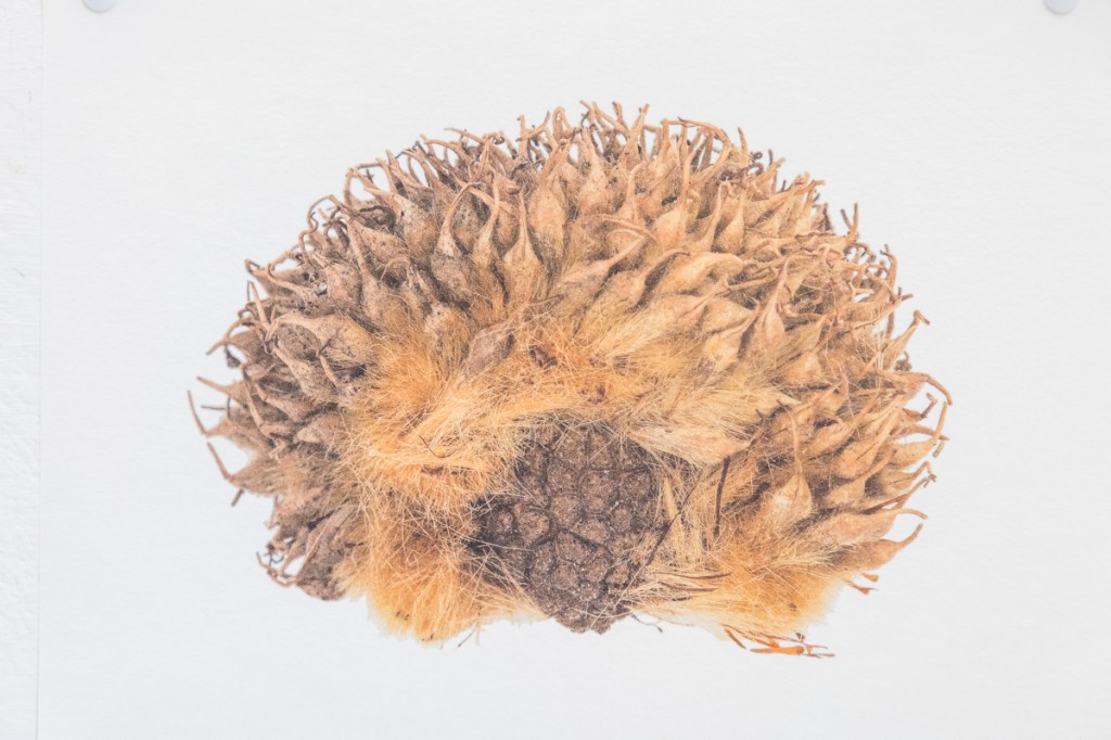 Sustainability, Green Agenda and Carbon Literacy® – Buckinghamshire Culture